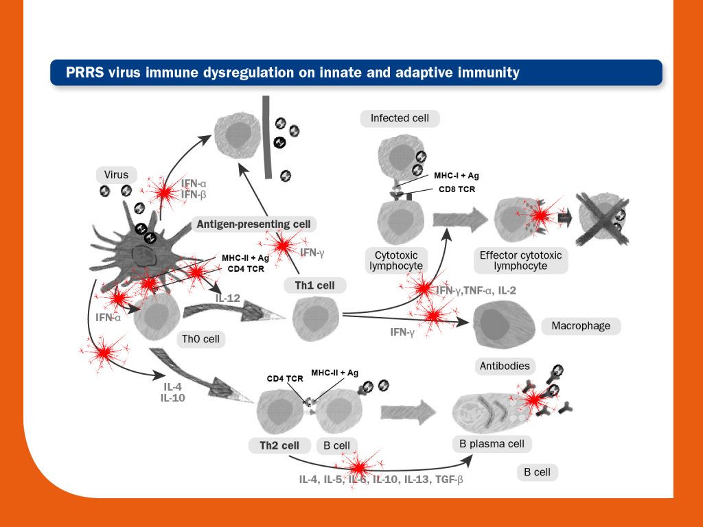 Immune dysregulation by PRRS virus | PRRS Control