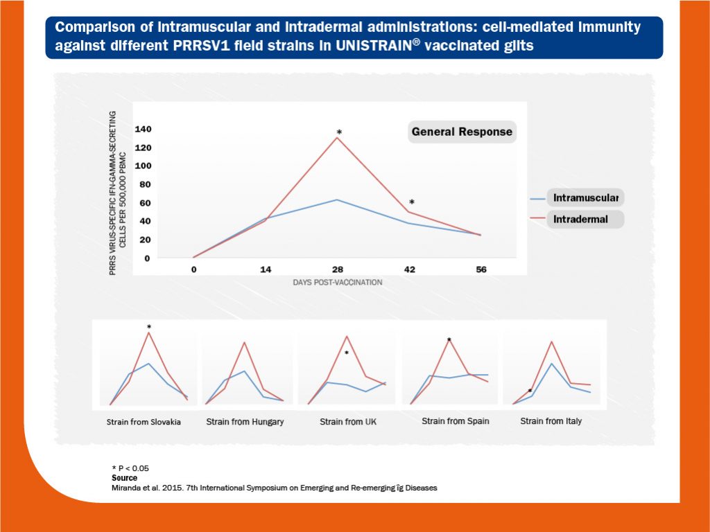 Intramuscular versus intradermal injection | PRRS Control