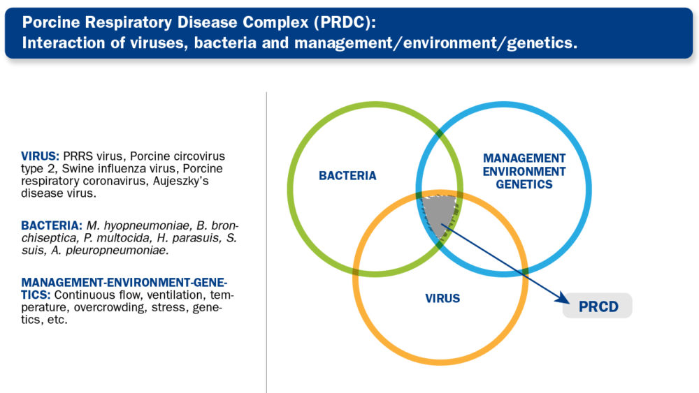 PRRSv: Can PRRS cause 35% of mortality in post-weaning?