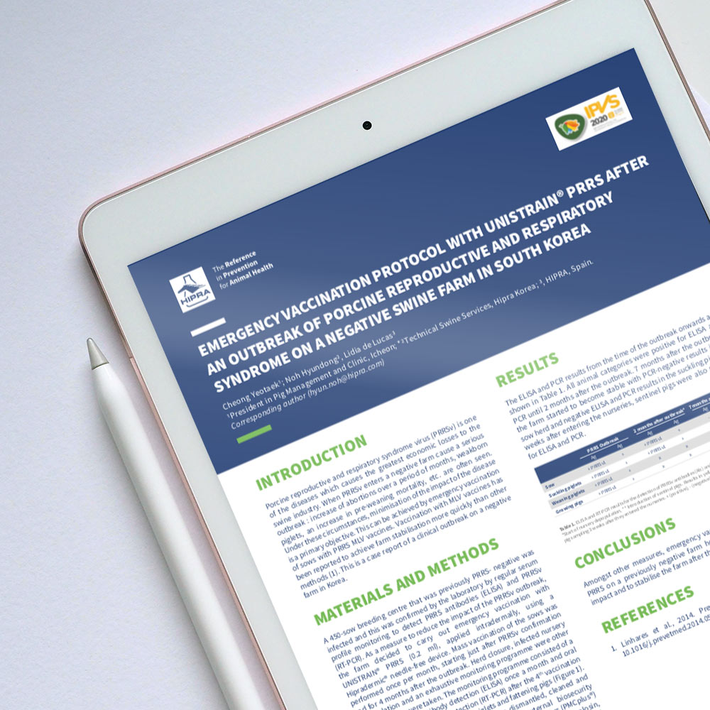 How to Prevent PRRS in Pigs | PRRS Control